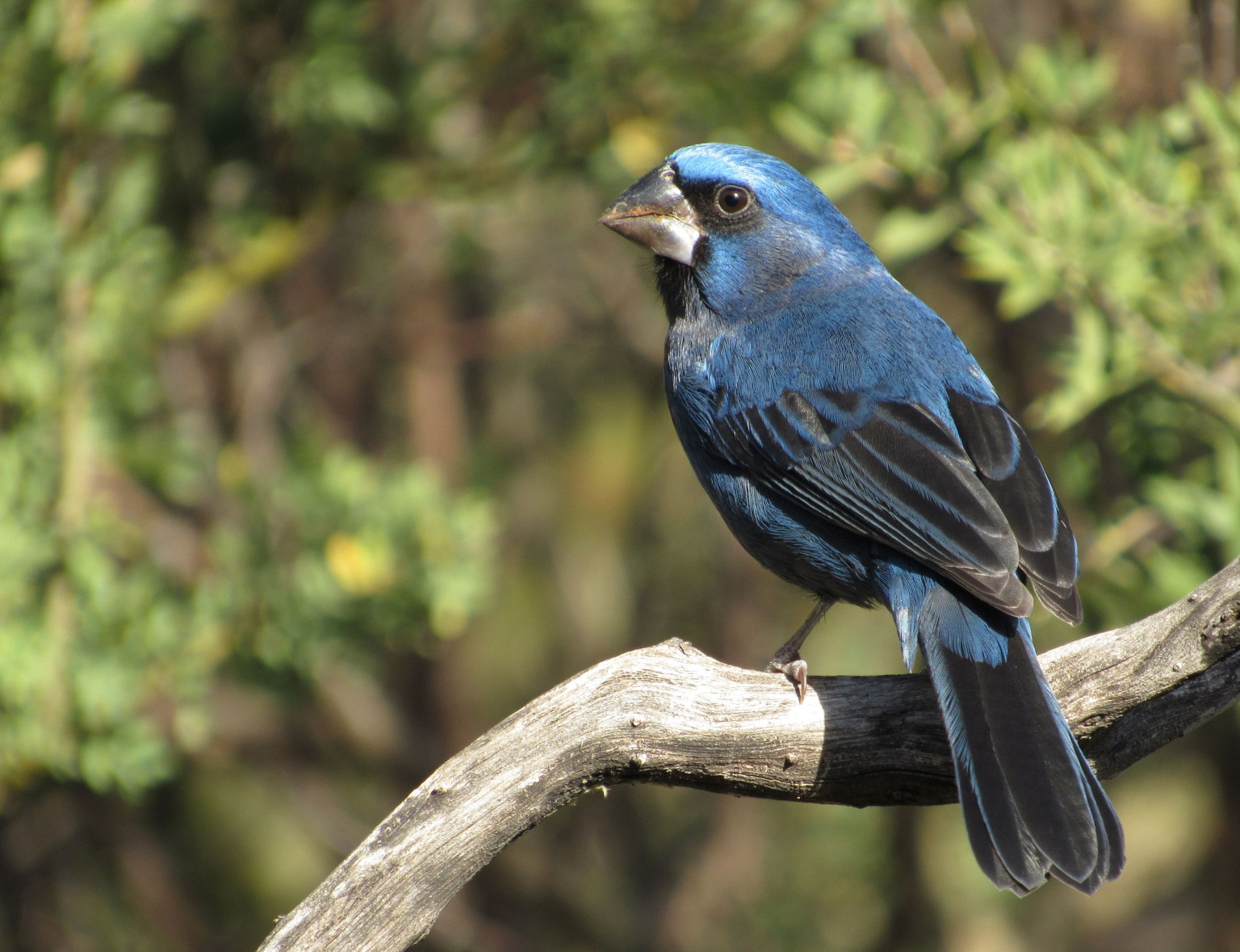 La reina mora es una de las aves más amenazadas y traficadas de San ...